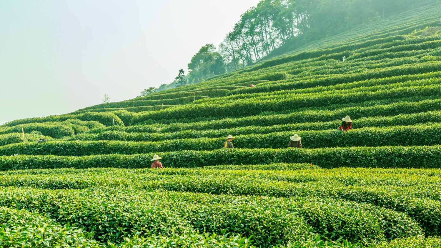 Project Details – Green Carbon